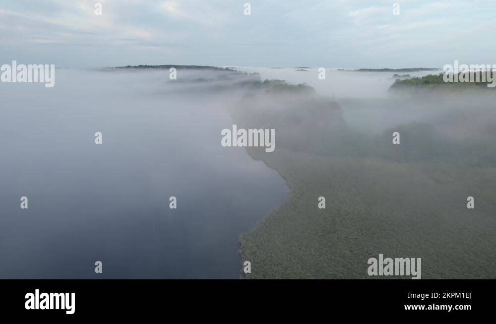 Ancient tree mist Stock Videos & Footage - HD and 4K Video Clips - Alamy