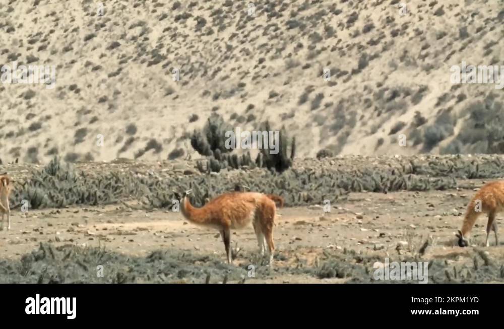 Arid lowlands Stock Videos & Footage - HD and 4K Video Clips - Alamy