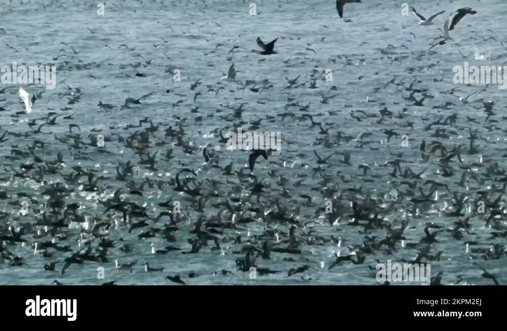 Colony seabirds Stock Videos & Footage - HD and 4K Video Clips - Alamy