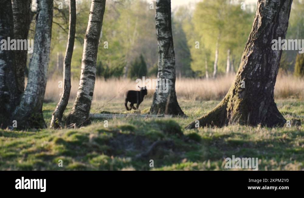 Scared lamb Stock Videos & Footage - HD and 4K Video Clips - Alamy