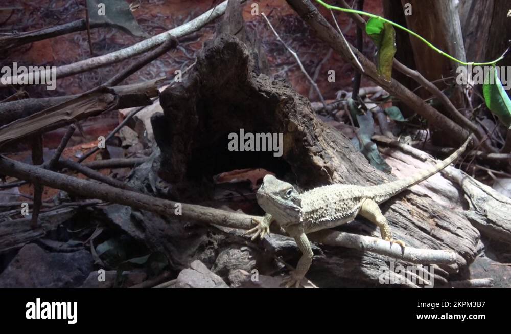 Dwarf dragon Stock Videos & Footage - HD and 4K Video Clips - Alamy