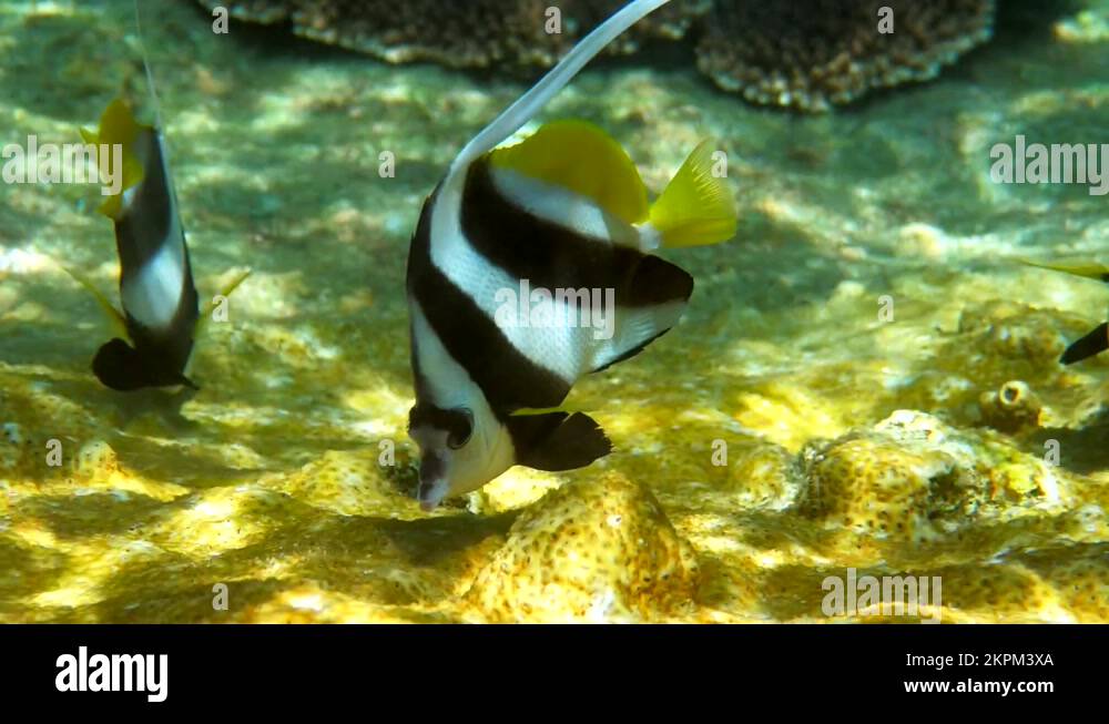 Undersea video of longfin bannerfish in beautiful coral reefs in ...
