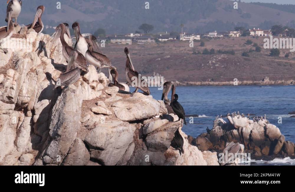 Wildlife in point lobos Stock Videos & Footage - HD and 4K Video Clips ...
