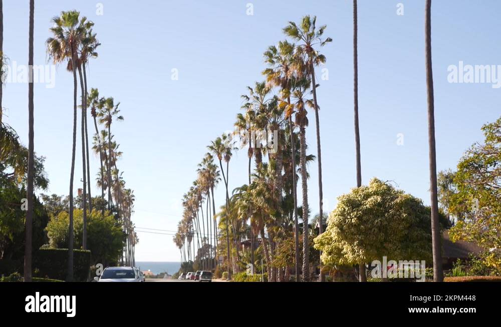 Row of palm trees, city near Los Angeles, California coast. Palmtrees ...