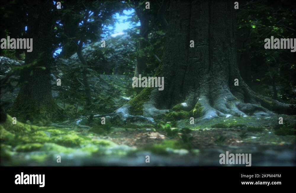 Primeval forest habitat Stock Videos & Footage - HD and 4K Video Clips ...