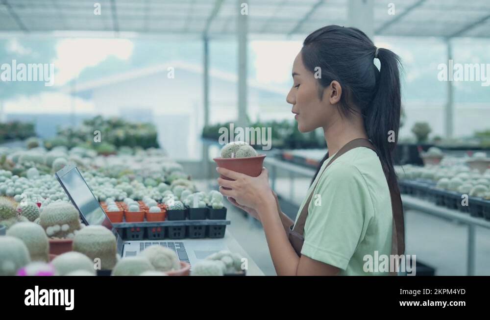 Selling cactus Stock Videos & Footage - HD and 4K Video Clips - Alamy