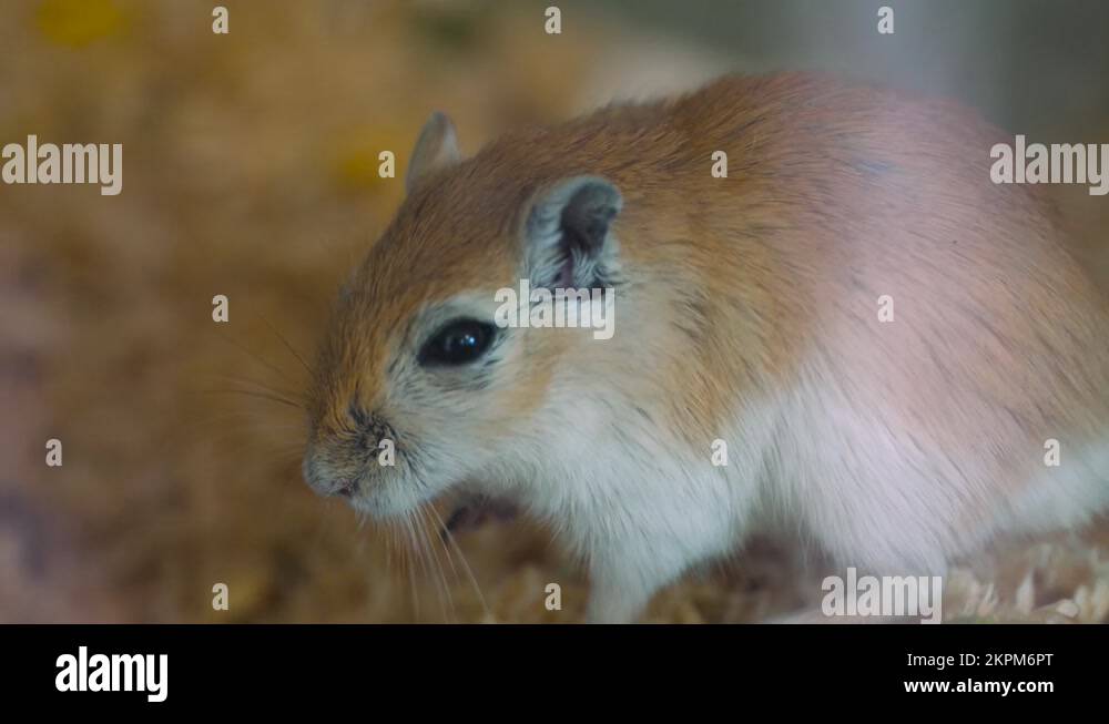Close up view of red furry gerbil breathing heavily, static Stock Video ...