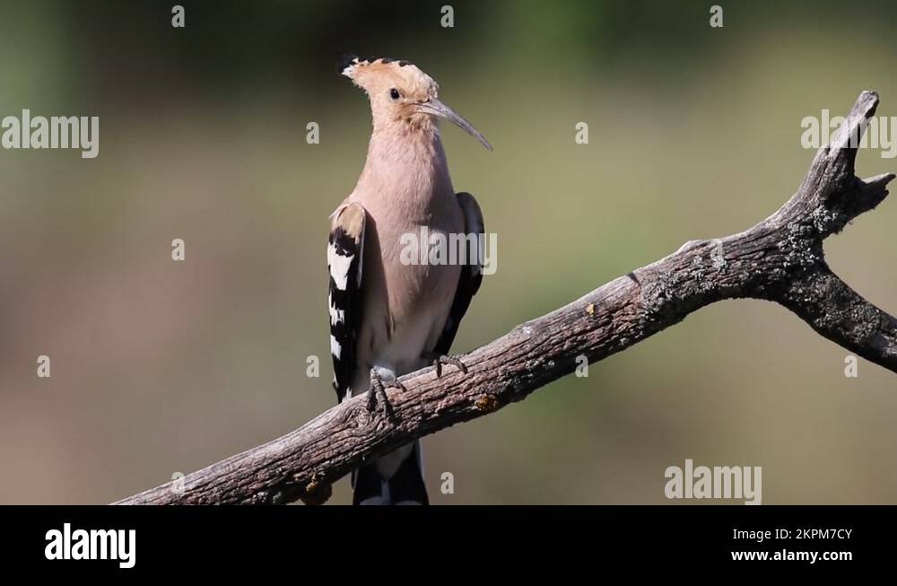Eurasian hoopoe, Upupa epops. The male sings, calling to the female ...