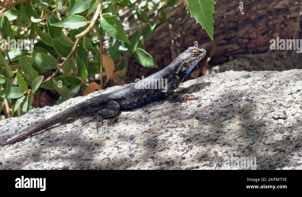 A lizard calmly sits on a rock in Yosemite National Park. It enjoys the ...