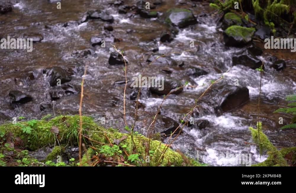 Mossy river Stock Videos & Footage - HD and 4K Video Clips - Alamy
