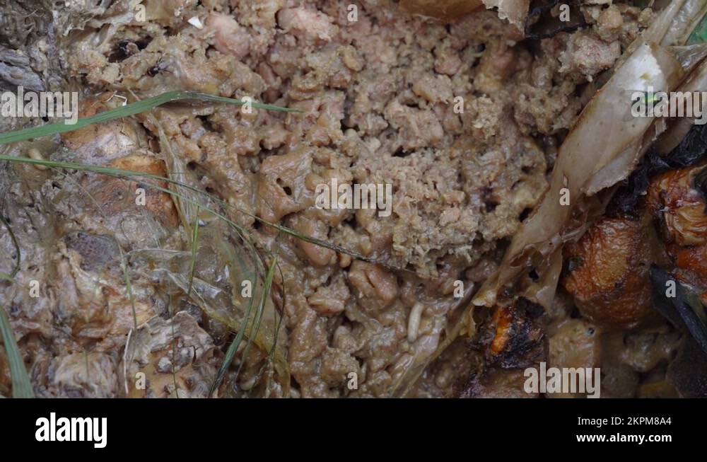 Rotten food maggots Stock Videos & Footage - HD and 4K Video Clips - Alamy