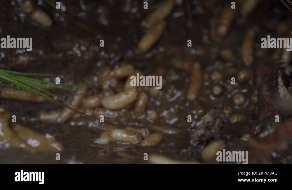 Maggots food waste Stock Videos & Footage - HD and 4K Video Clips - Alamy