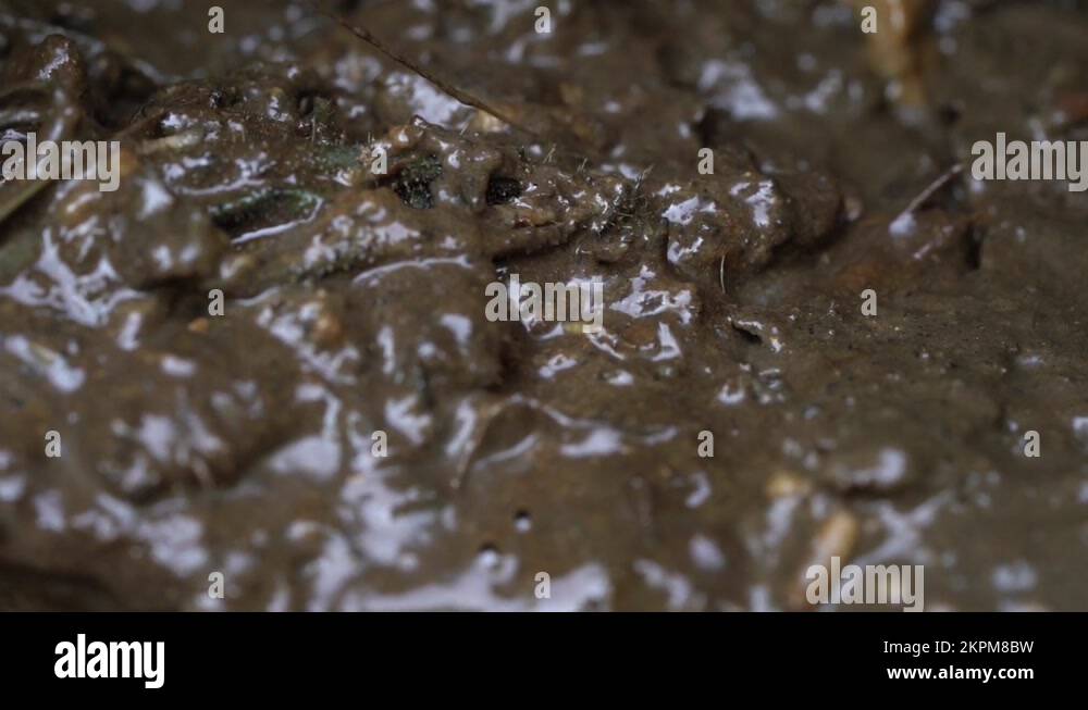 Skin necrosis Stock Videos & Footage - HD and 4K Video Clips - Alamy