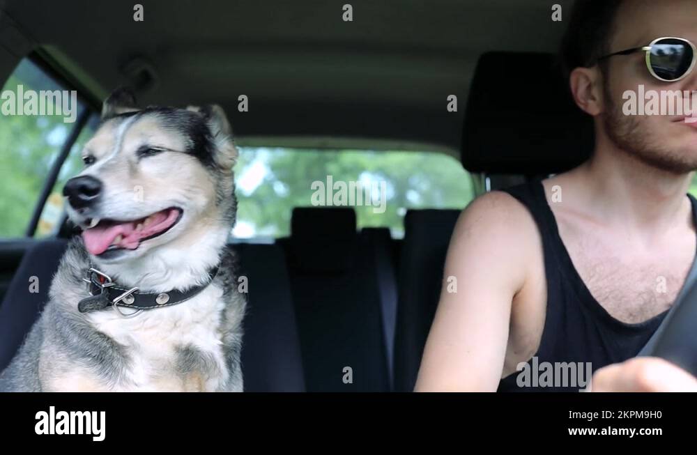 Man traveling with pet Stock Videos & Footage - HD and 4K Video Clips ...