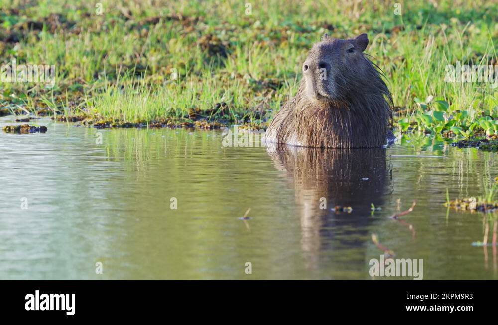 Capybara bath Stock Videos & Footage - HD and 4K Video Clips - Alamy