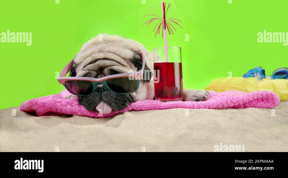 Funny pug dog summer vacation, travel on the beach near ocean, sea ...