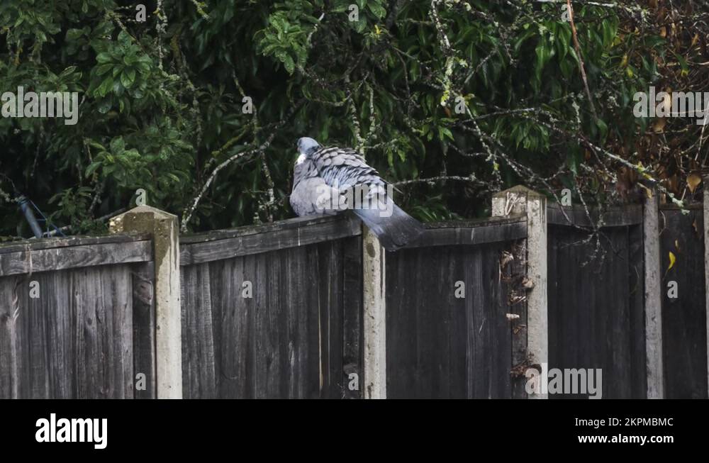 Puffed up pigeon Stock Videos & Footage - HD and 4K Video Clips - Alamy