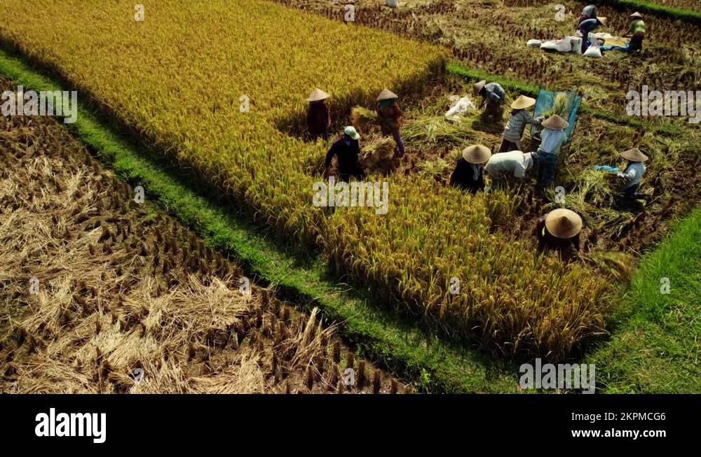 Rice farming process Stock Videos & Footage - HD and 4K Video Clips - Alamy