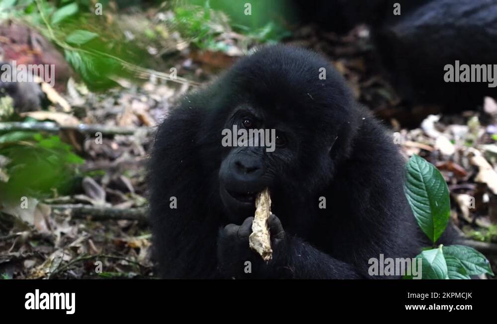 Gorilla scratching head Stock Videos & Footage - HD and 4K Video Clips ...