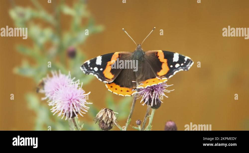 Monarch butterfly spread wings Stock Videos & Footage - HD and 4K Video ...