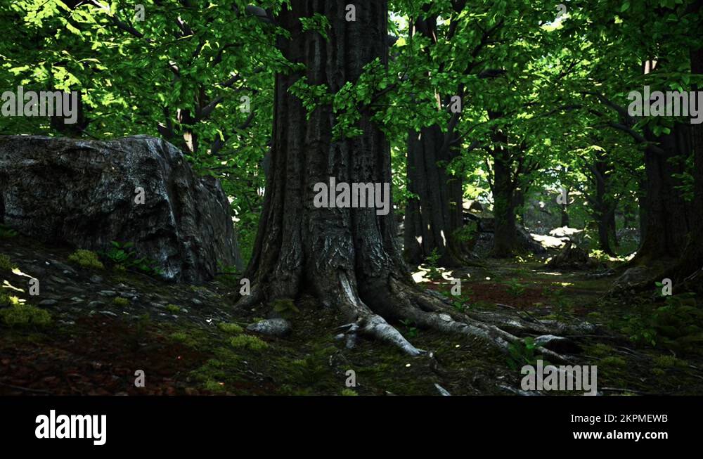 Mossy forest scene Stock Videos & Footage - HD and 4K Video Clips - Alamy