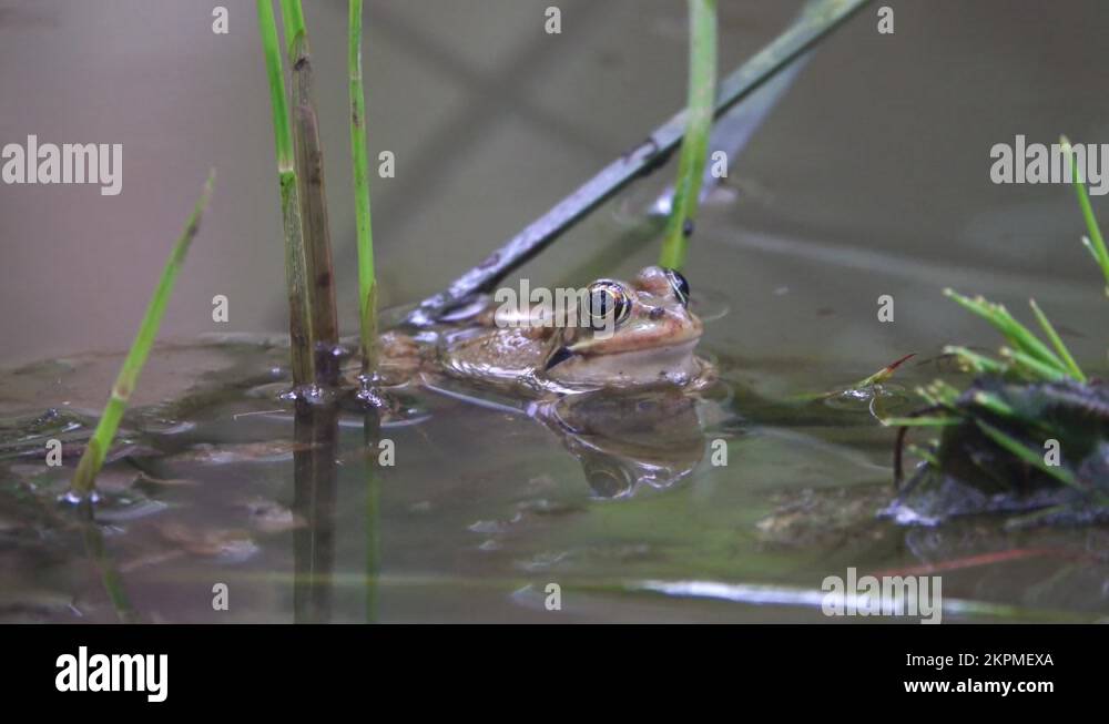 Frog croaking in a pond Stock Videos & Footage - HD and 4K Video Clips ...