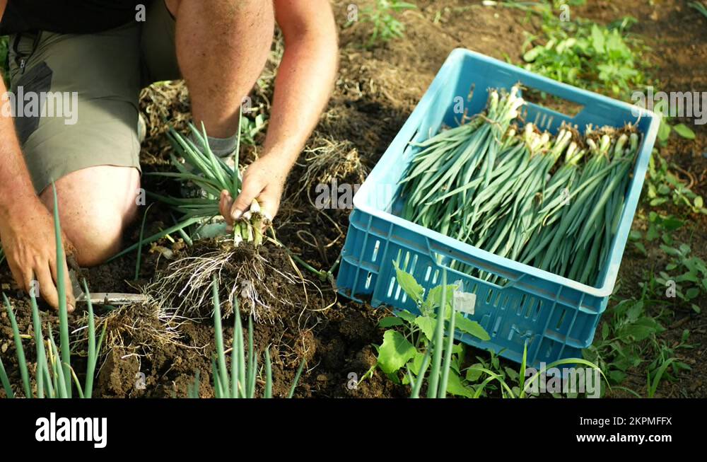 Onion harvest spring sibies scallion farmer man worker hand picked ...