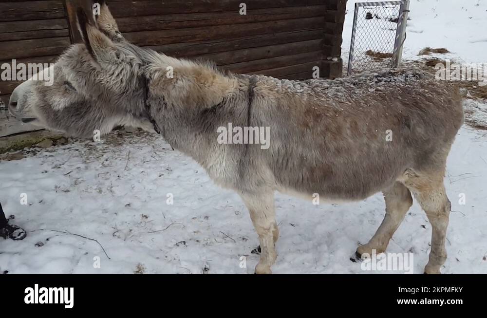 Donkey winter Stock Videos & Footage - HD and 4K Video Clips - Alamy