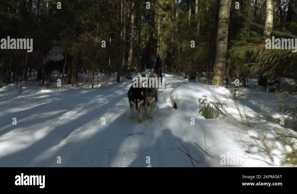 Husky dogs pulling a sleigh with people, slow motion. Sledding races in ...