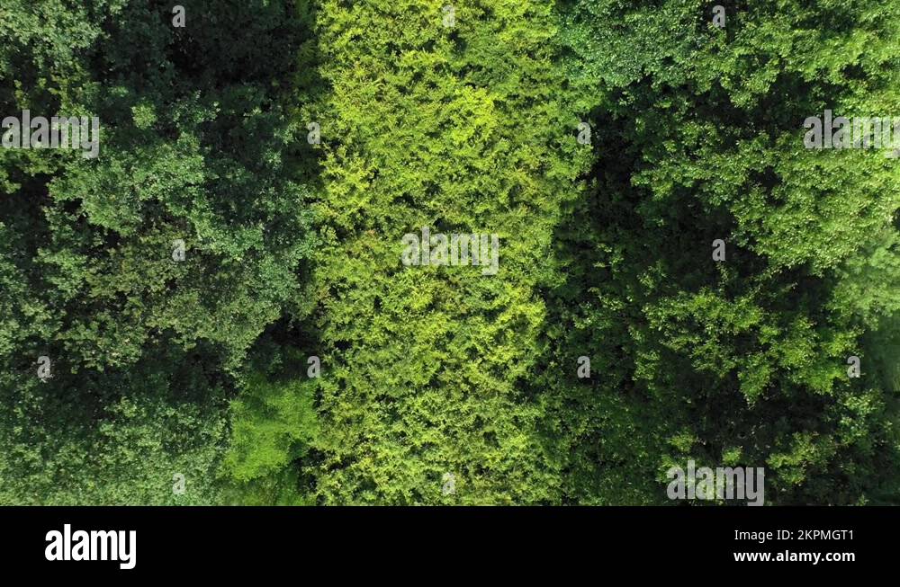 Green river vertical trees Stock Videos & Footage - HD and 4K Video ...