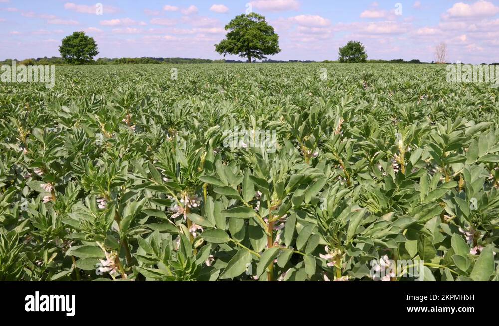 Broad bean plants with flowers in a field, moving in a light breeze. UK ...