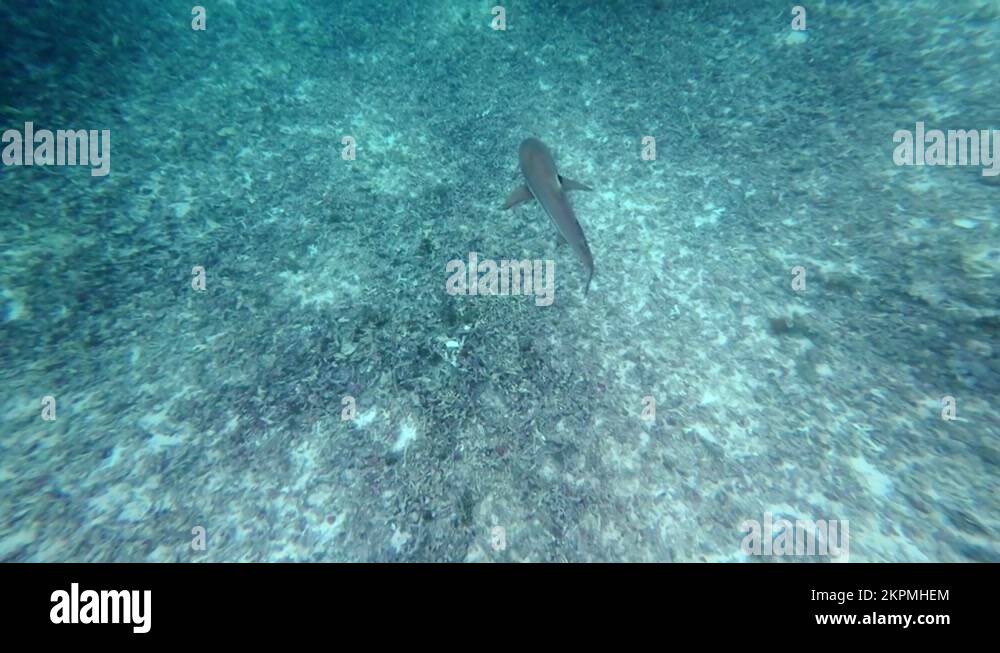 Shark bay marine national park national park Stock Videos & Footage ...