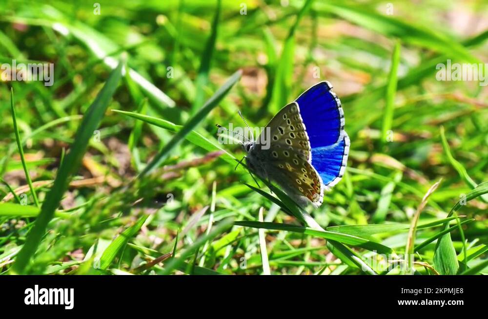 Adonis blue butterfly Stock Videos & Footage - HD and 4K Video Clips ...