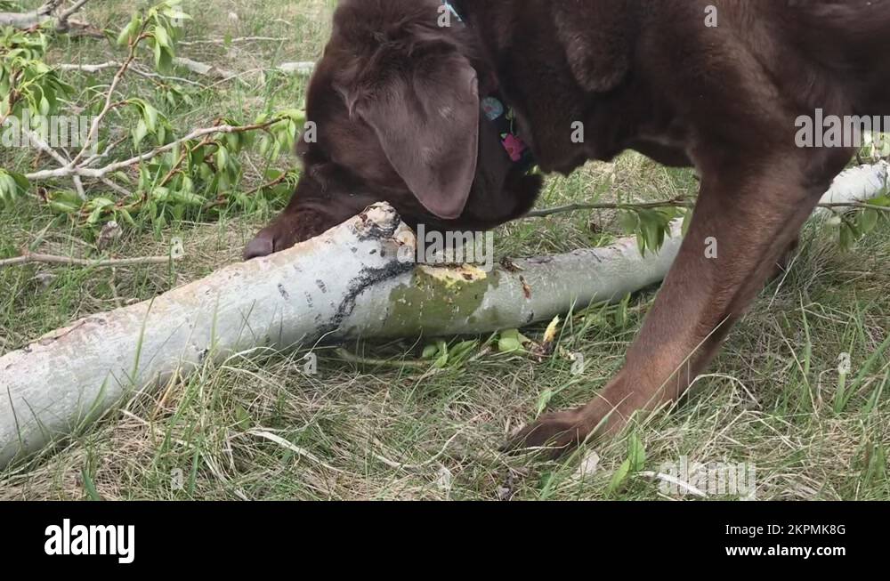Lab tree Stock Videos & Footage - HD and 4K Video Clips - Alamy