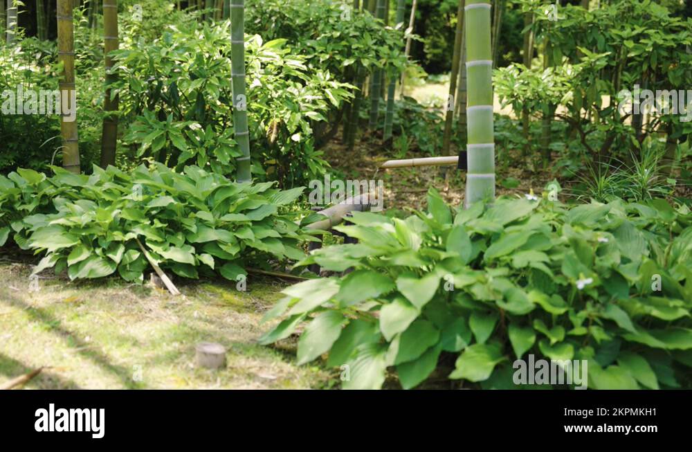 Japanese Bamboo Water Fountain "Shishi-Odoshi" Flowing in Zen Garden ...