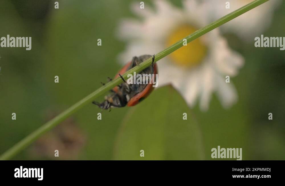 Ladybird garden Stock Videos & Footage - HD and 4K Video Clips - Alamy