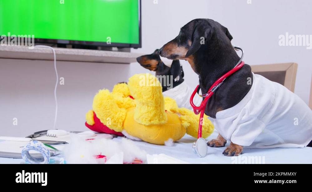 Two funny dachshund dogs in medical uniforms play as if they are ...
