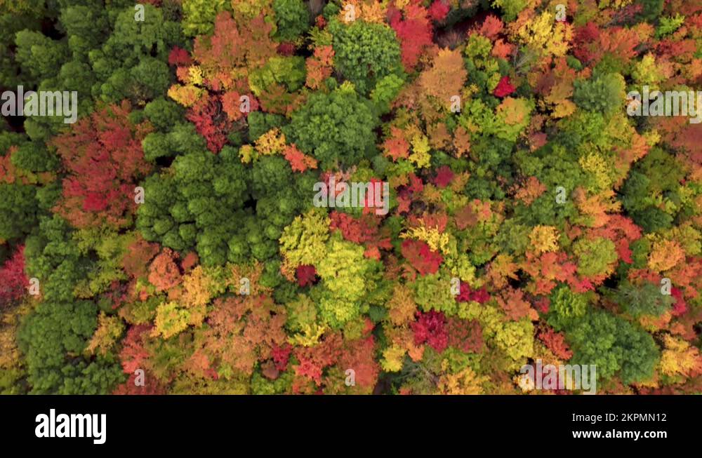 Fall foliage background Stock Videos & Footage - HD and 4K Video Clips ...