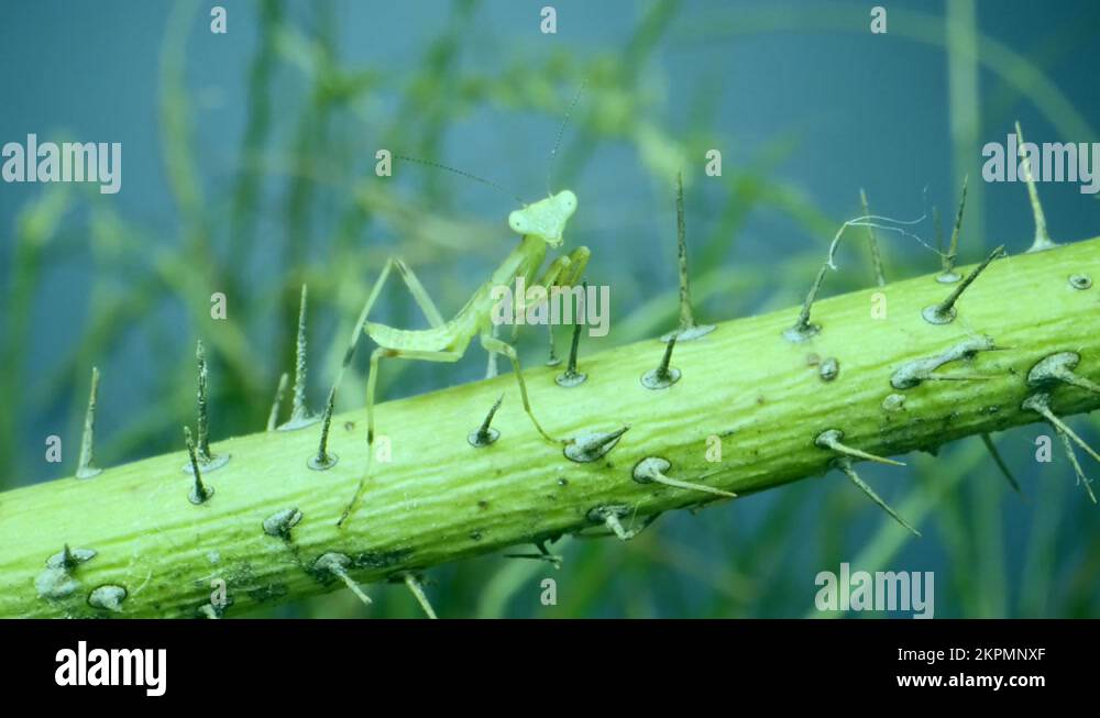 Newborn green Praying Mantis sit on prickly branch and looks at on the ...