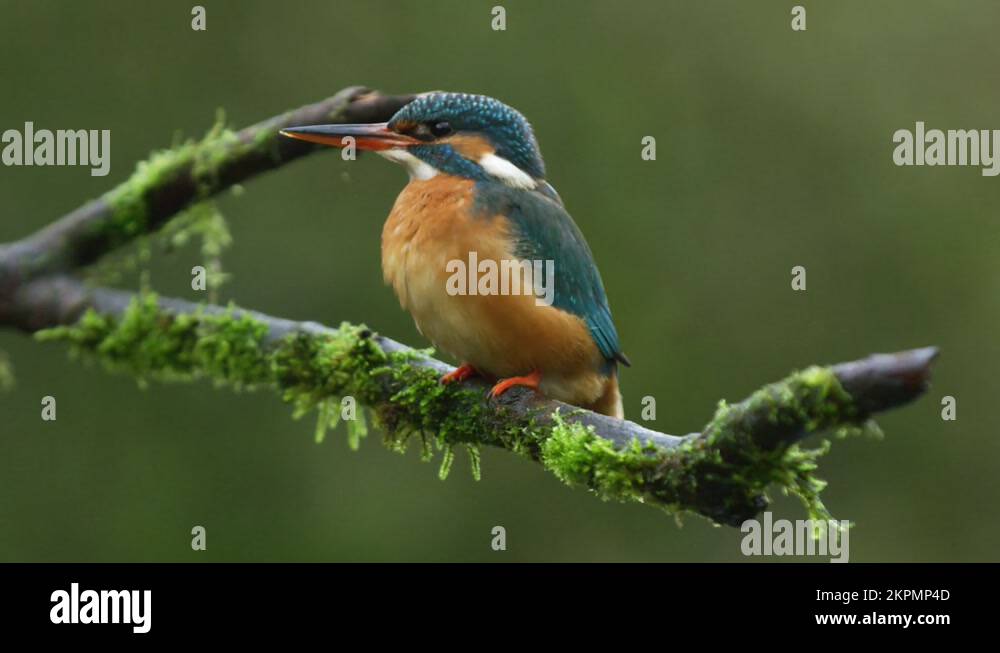 Bird breathing Stock Videos & Footage - HD and 4K Video Clips - Alamy