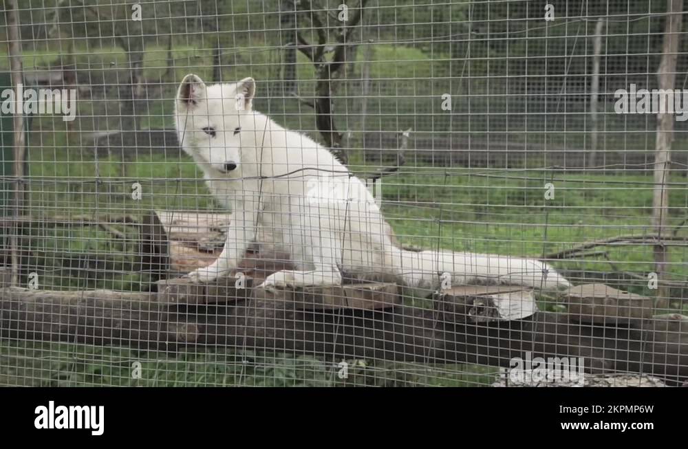 Zoo wolf fence Stock Videos & Footage - HD and 4K Video Clips - Alamy
