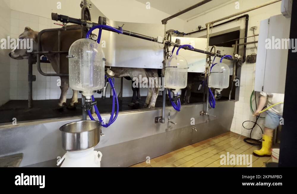 Automatic cow milking machine Stock Videos & Footage - HD and 4K Video Clips - Alamy