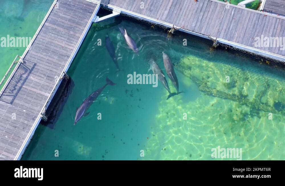 Captive animal enclosure Stock Videos & Footage - HD and 4K Video Clips ...