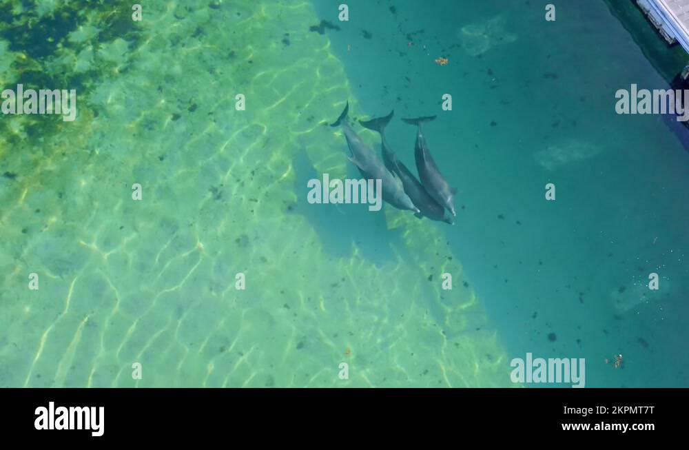 Dolphins swim together in shallow ocean pen; caged animals for human ...