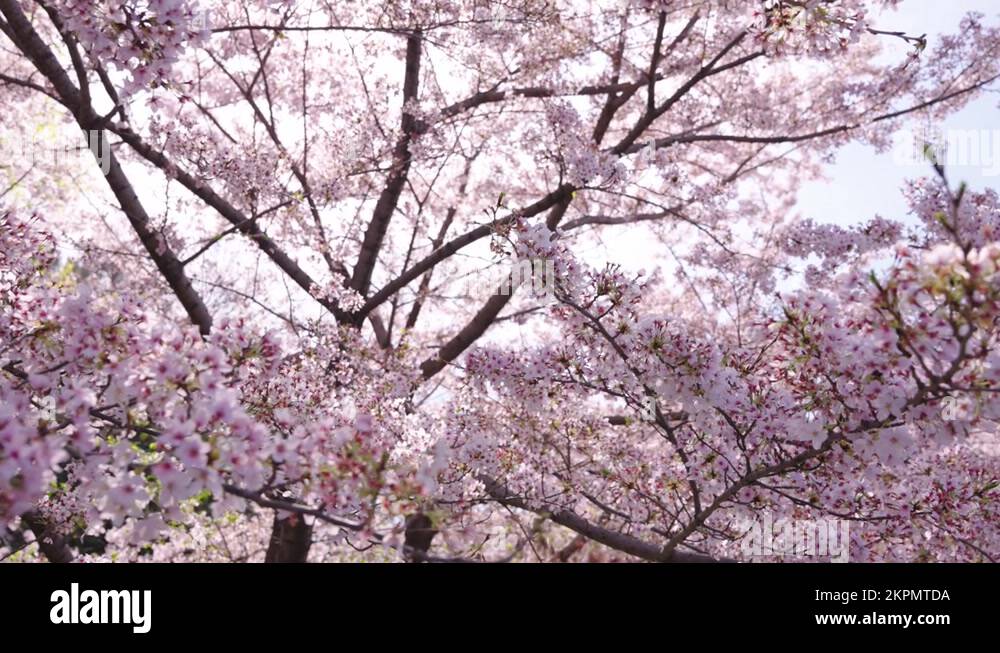 Japanese spring flowers Stock Videos & Footage - HD and 4K Video Clips ...