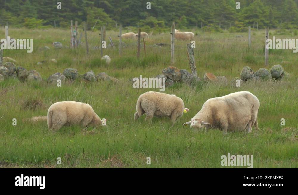 Animal farm landscape Stock Videos & Footage - HD and 4K Video Clips ...