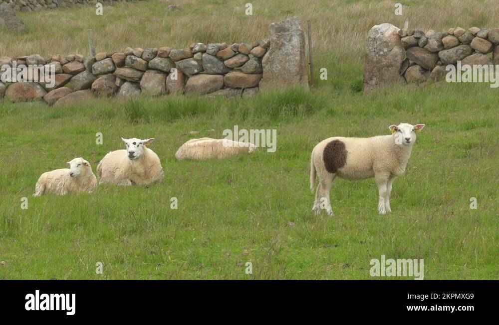 sheep animal countryside old farm land cultural landscape lista west ...