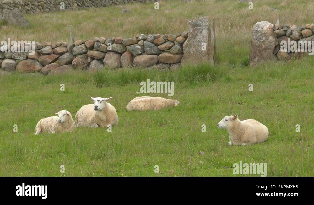 sheep animal countryside old farm land cultural landscape lista west ...