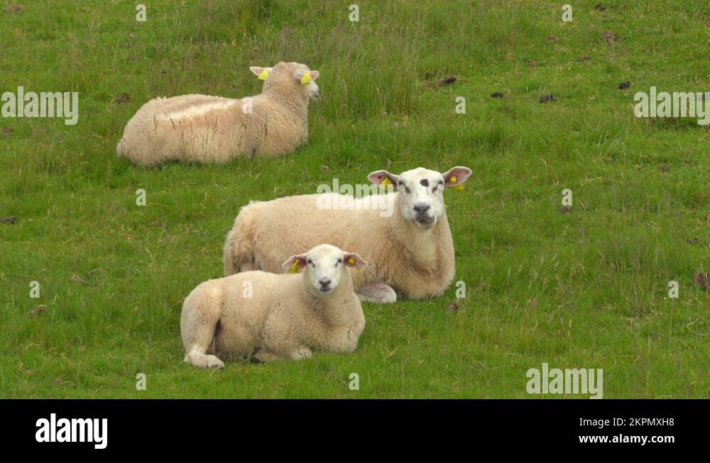 sheep animal countryside old farm land cultural landscape lista west ...