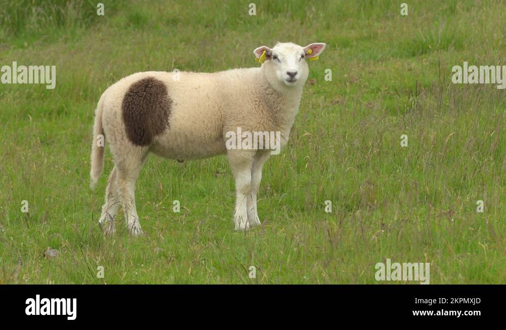 sheep animal countryside old farm land cultural landscape lista west ...